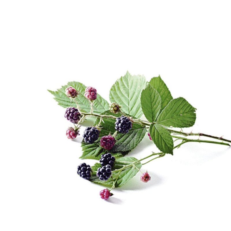 Erdei Szederlevél tea 50 G